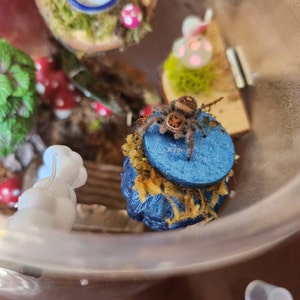 3D Printed Magnetic Cloud Bridge Jumping Spider Enclosure - Etsy