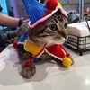 Cat Lady Bow Costume, Bonnets for Cats, Princess Dress for Pets ...