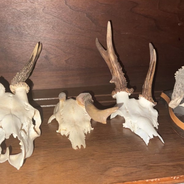 Big Mouflon Mountain Sheep Ram Skull With Very Horns 21,7 European ...