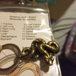 Human Stomach Keychain Anatomy Locket Keychain or Necklace - Etsy