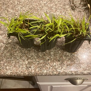 Hillis Variegated Rose of Sharon Hibiscus Syriacus 1 Gallon Pot Size ...