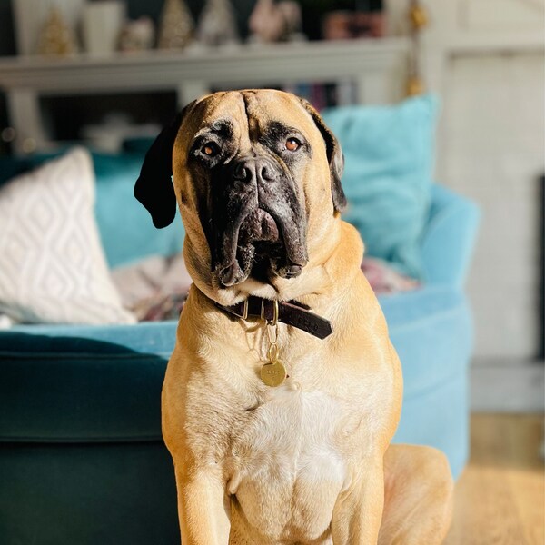 Wild & Beautiful Handstamped Hexagon Pet ID Tag Personalized Pet/dog ID ...