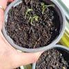 25 Acroclinium Grandiflorum Mixed Seeds---flower Seeds--plant Seeds ...