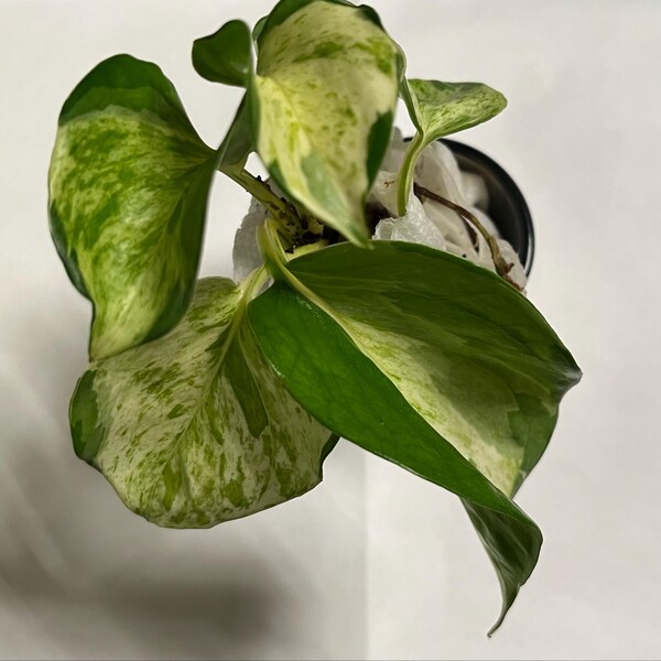 Potho Manjula High Viraigation Rare, Cuttings & Established Plants - Etsy