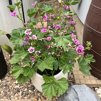 Giggles Dahlia Seeds - Attracts Pollinators, Long Blooming Season ...