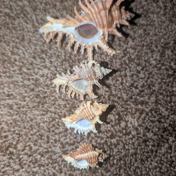 6.20" FLORIDA Keys BEACH Collected Juvenile Roller Queen, Pink Conch ...