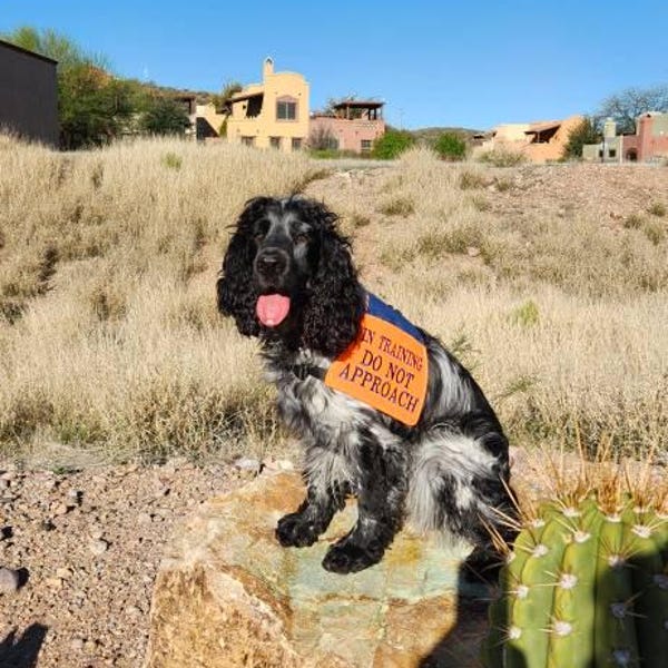 Vest (adjustable Size), "in Training Do Not Approach", Light Weight Sd ...