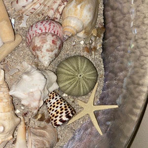 Mixed White Seashells Beach Wedding Decor Sea Shells Assorted | Etsy