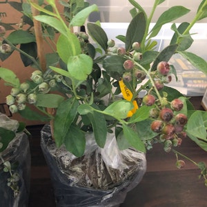 Assortment of 3 Blueberry Bushes for Best Cross Pollination: Rabbiteye ...