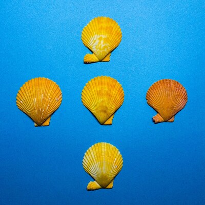 Pink Tellin-sea Shell Bulk-craft Shell-coastal Home Decor-sailors ...