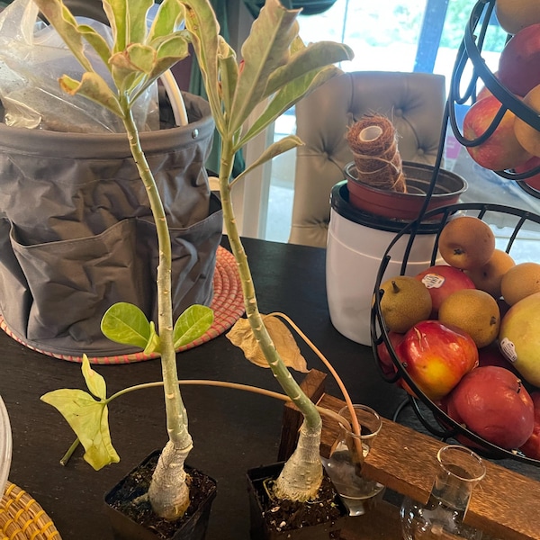 1 Grafted Double "purple Fire" Adenium /desert Rose Plant. 5-7 Inch ...