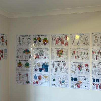Central Nervous System Anatomy Printable Poster - Etsy