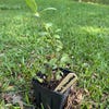 Salvia Nemorosa 'bumbleberry - 3 Well Rooted Starter Plants in 1 Qt ...