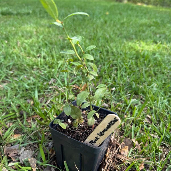 Agastache 'black Adder' (mexican Hyssop) - 3 Well Rooted Starter Plants ...