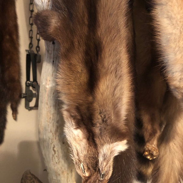 Tanned Red Fox Professional Soft Tanned Silky Fur. Eastern Red Fox - Etsy