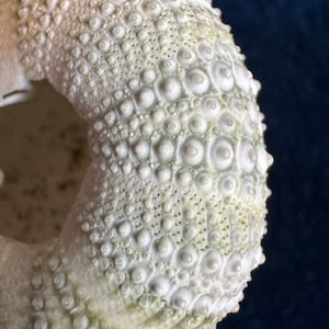 Beach Decor Seashell Stand Large and Small Display Stands Shell ...