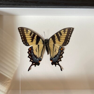 Framed Black Mimathyma Chevana Butterfly Home Decor China - Etsy