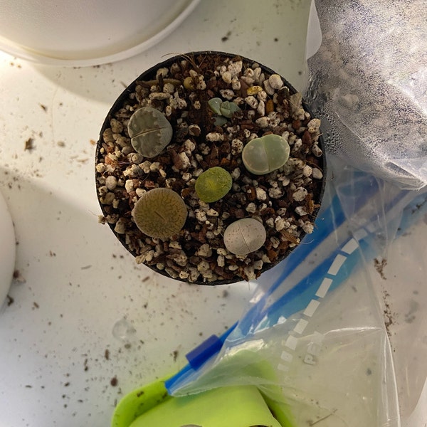 20 Seeds Lithops Aucampiae Mix / Freshly Harvest 20 Premium Quality ...