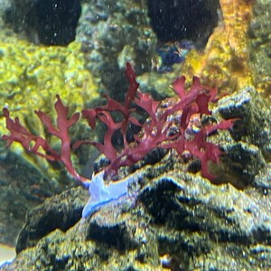 Live Frag Purple Fauchea Macro Algae Marine Saltwater Plant Reef ...