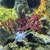 Live Frag Purple Fauchea Macro Algae Marine Saltwater Plant Reef ...