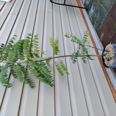 1 Pound FRESH Cow Manure/organic for Plant Growth and Other Uses From ...