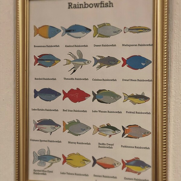 Fish ID Posters South American Cichlids buy One Get 2 Free Fishtank ...