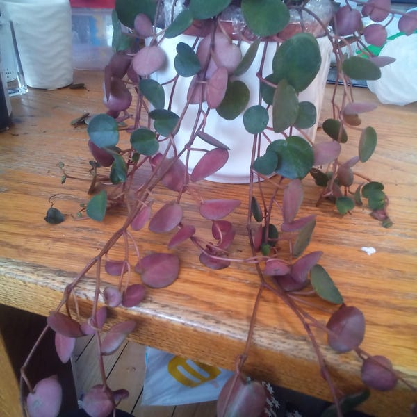Peperomia Ruby Cascade - Etsy