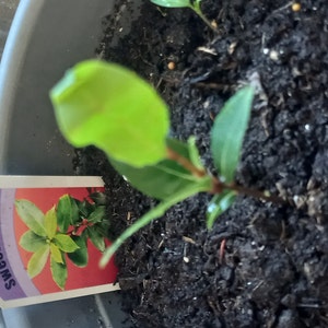 Tuberose Bulbs, Double Bloom, Polianthes Tuberosa, Rajanigandha ...