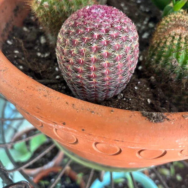 Powder Puff Pincushion Cactus Plant, Fully Rooted, Mammillaria Bocasana ...