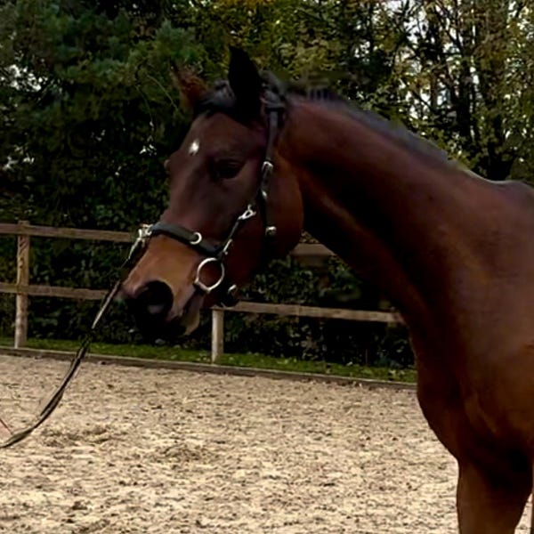 Customizable Poll Pad Relieving the Cervical Spine, Adaptable to ...