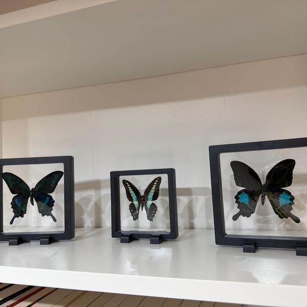 Real Butterfly 3D Floating Frame With Support Base ,original Butterfly ...