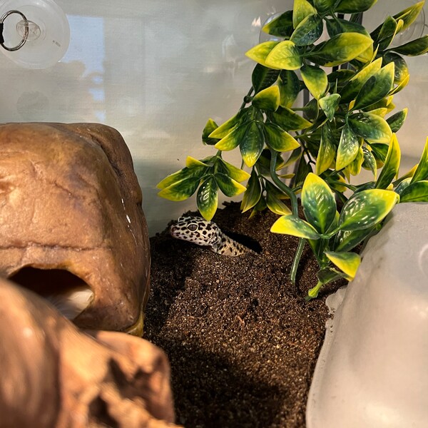 Leopard Gecko Moist Hide / Lay Box - Etsy