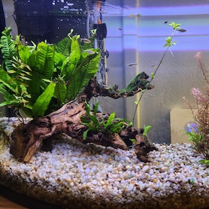 Windy Pods for Shrimp, Fish, Aquariums Craft Supplies Botanicals - Etsy