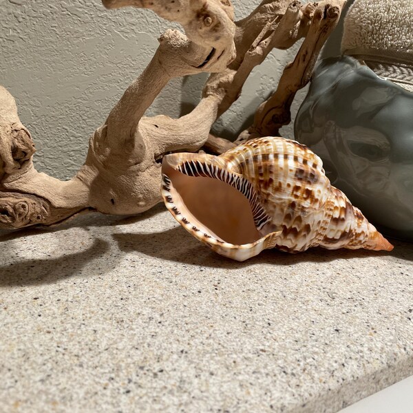 X-large Precious Wentletrap 1.75-2.25 Display Quality Shell Seashell ...