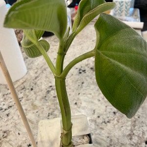 Variegated Spiral Ginger Costus Arabicus Variegatus - Etsy