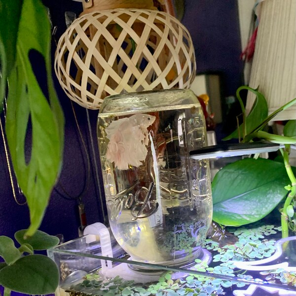 Aquarium Inverted Tank Holder / Betta Penthouse Option of Jar - Etsy