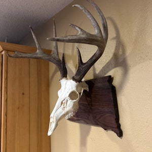Mexico European Deer Plaque Whitetail Skull Display - Etsy