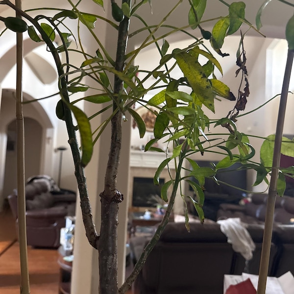 June Plum Dwarf, Ambarella Fruits, Jewel Plums in 10" Pot, Kedondong ...