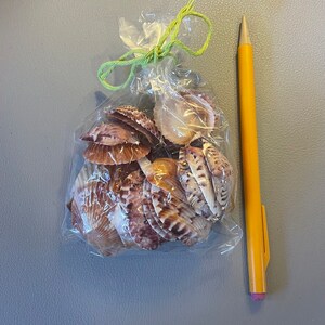 Spiny Jewel Box Sea Shells, Jewel Box Shells, Sanibel Sea Shells ...