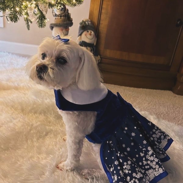 Caduceus Military GI Dog Tags | Custom Aluminum Engraved Dog Tags ...