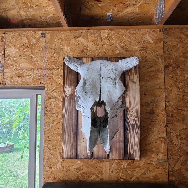 Bull Cow Steer Skull Mount Hanger “the Eurohanger” Skull Not Included ...