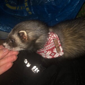 Sea Breeze Ferret Bandana Ferret Scarf Ferret Accessories - Etsy