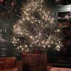 Faux Black Olive Tree, Shady Lady Tree, Black Olive Tree, Olive Tree - Etsy