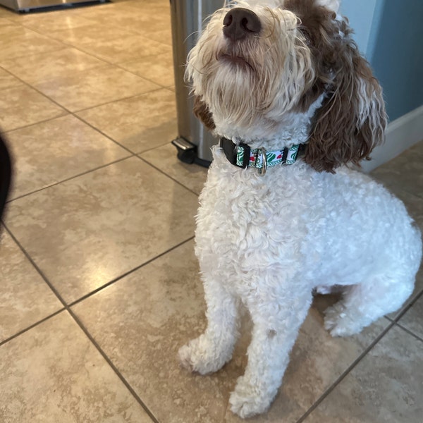 Saint Patrick's Day Shamrocks Dog Collar, Leash, or Matched Set....also ...