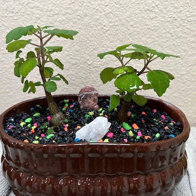 Bonsai Mint plectranthus Ernstii Caudex - Etsy