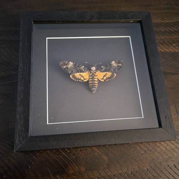 Death's Head Hawk Moth on Black Background in Baroque Style Box Frame ...