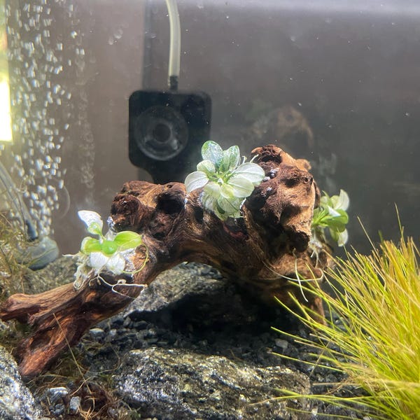 Java Fern 'lionfish' (microsorum Pteropus) on Nutripad - Rare Live ...