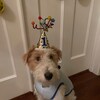 Custom Mini Fun Party Hat, FIRST Birthday, 1st B-day Hat, Girl Boy Dog ...