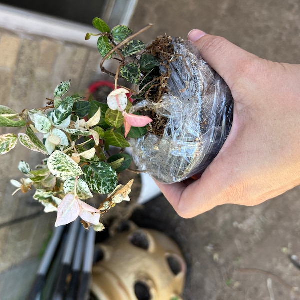 Mickey Mouse Ears Cactus - Etsy