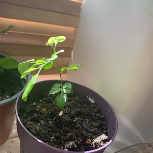 Bel Patta / Bael Patra / Bilva Bel Leaf Aegle Marmelos Plants - Etsy UK